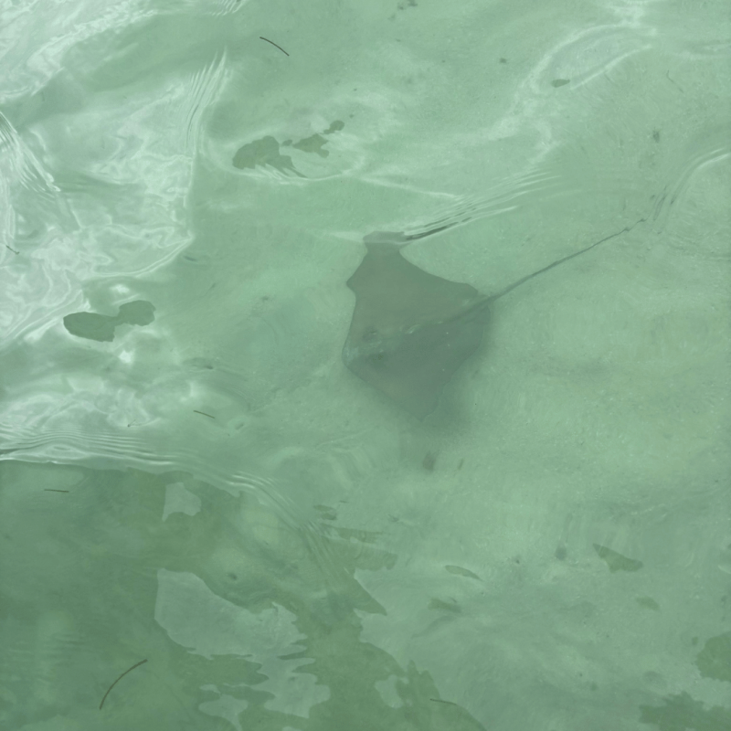 Excursion bateau - Grand Cul-de-Sac Marin - Mangrove, îlet Caret, îlet ...